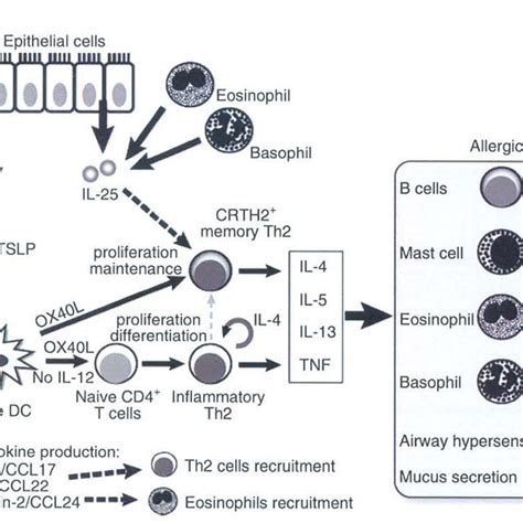 Tslp And Tslp Receptor Structure The Functional Tslp Receptor Complex