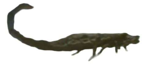 Brontoscorpio By Kingofallkongs On Deviantart