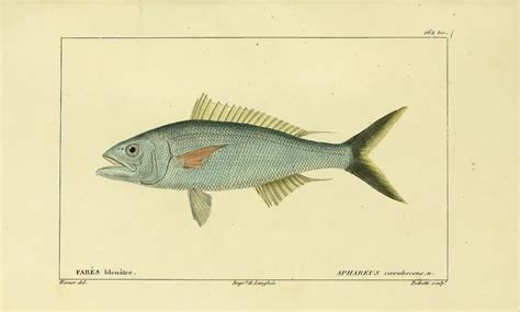 Aphareus Furca Facts Diet Habitat And Pictures On Animaliabio