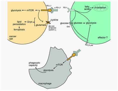 Immune Checkpoint Blockade Re Educates Tumor And Immune Cell