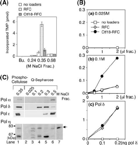 detection of ctf18 rfc stimulated dna polymerase activity in human cell