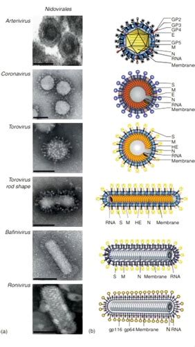 Virology Exam 3 Flashcards Quizlet