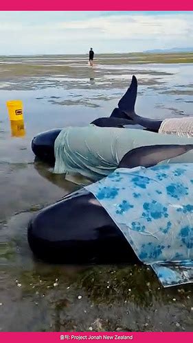 담요 덮고 쉬는 고래들 숏폼