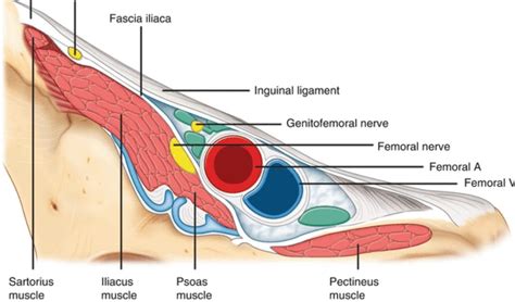 Genitofemoral Nerve Block