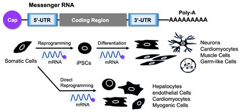 Cell Reprogramming And Differentiation Utilizing Messenger Rna For