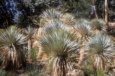 Beaked Yucca Yucca Rostrata Growing Guides