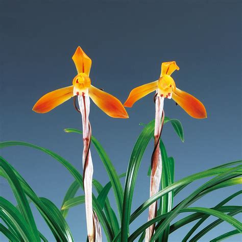 대한민국 난 등록협회 화예품 제1454호 주홍朱紅