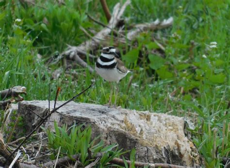 May 7th Getting Into It Haldimand Bird Observatory