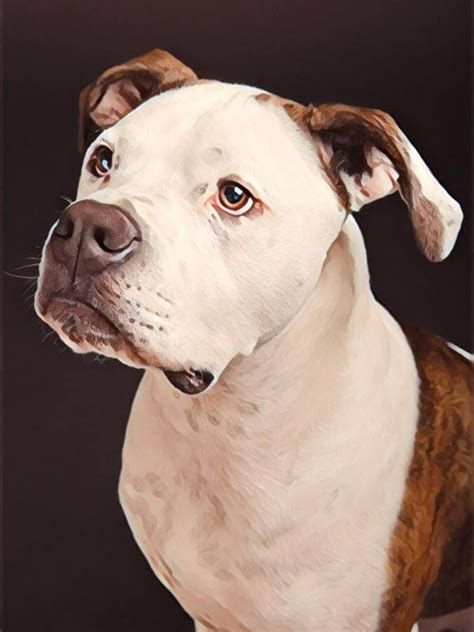 What Mix Is A American Bulldog