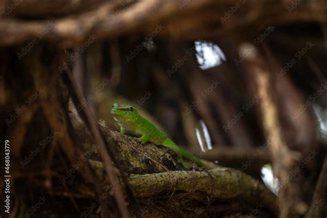 Endemic Lizard From Mauritius Rare Madagascar Giant Day Gecko