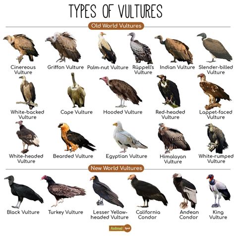 Vulture Facts Types Diet Reproduction Classification Pictures