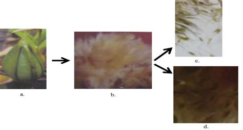Gambar 2 Eksplan Buah A Yang Berisi Serbuk Biji B Yang Viable Download Scientific Diagram