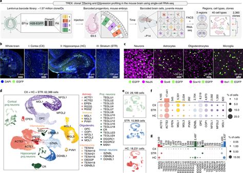 Trex Enables Simultaneous Profiling Of Cell Phenotype And Clonality A Download Scientific