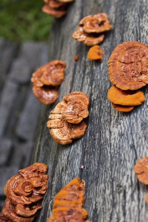 China Ganoderma Medicine Stock Image Image Of Chinese 4820241