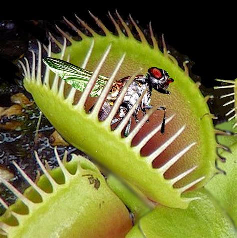 Venus Flytrap Trapped Fly Free Photo On Pixabay