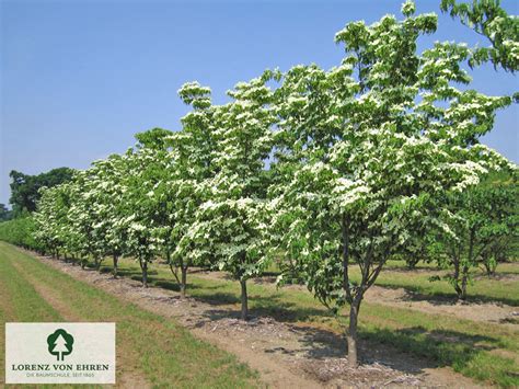 Cornus Kousa Chinensis Baumschule Lve