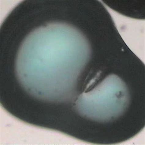 【舍利子】釋迦牟尼頂輪幻彩舍利子一瓶 大約3680顆 供舍利塔 嘎烏盒凌雲閣宗教飾品 促銷 Yahoo拍賣