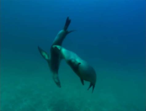 New Zealand Naturerules1 Wiki Fandom