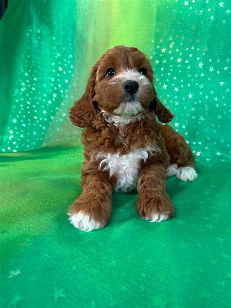 Iowa And Minnesota Cockapoo Pups Dark Red With White Markings