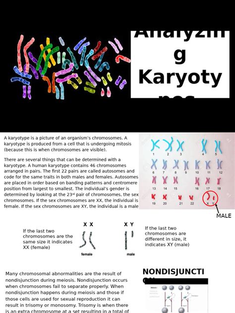 Analyzing Karyotypes Bowen 1 Pdf Karyotype Chromosome