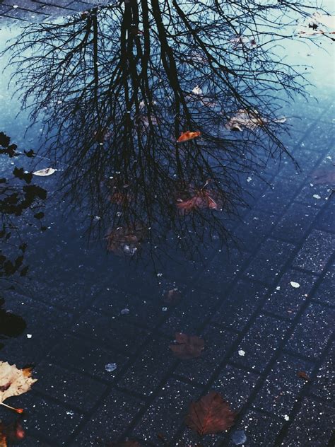 무료 이미지 나무 분기 눈 겨울 햇빛 잎 얼음 반사 가을 날씨 시즌 대기 현상 2448x3264 3409 무료 이미지 Pxhere