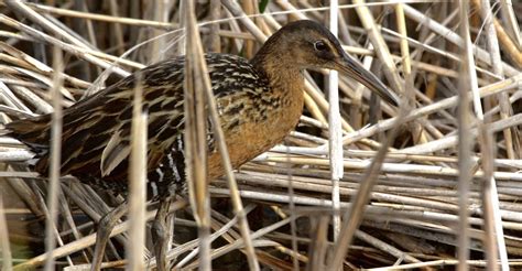 Github Gauseckingrailpopgen This Repository Contains Code Related To A Conservation Genomics