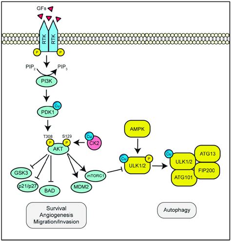 Copper Functions As A Positive Allosteric Regulator Of The Pi3kakt
