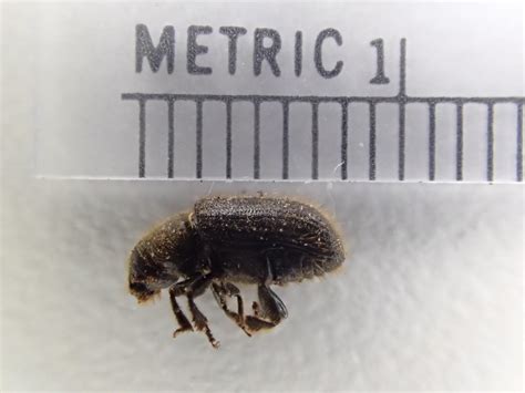 Alaska Region Spruce Beetle Forest Service