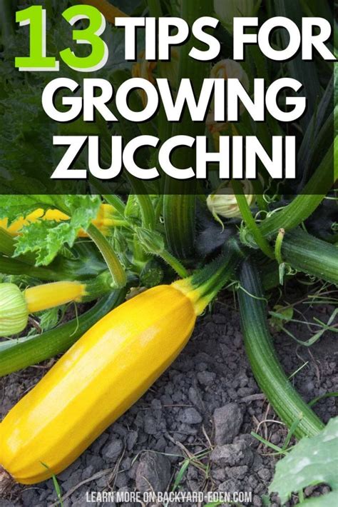 13 Easy Tips For Growing Zucchini Backyard Eden