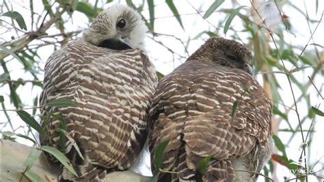 Ceasing Use Of Second Generation Anticoagulant Rodenticides Or Sgars