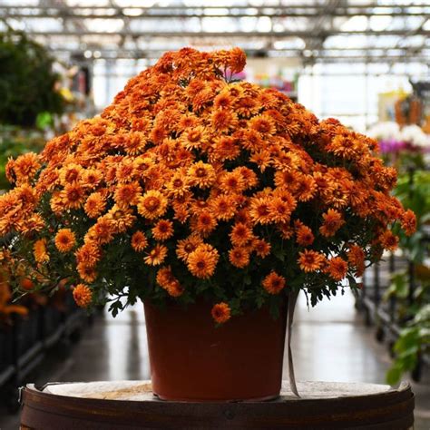 Fall Mum Igloo Warm Orange Gertens Garden Center