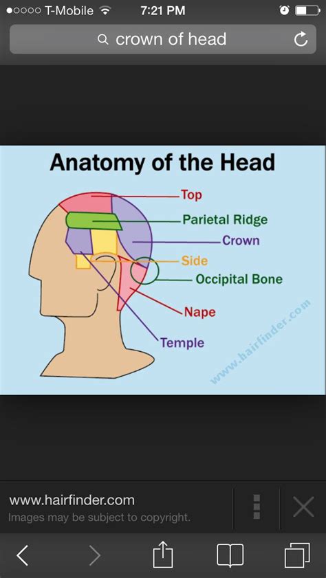 Anatomy Of The Head Anatomy Mobile 7 Head Crown