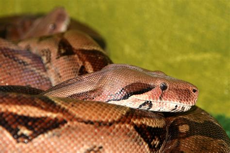 Sarpele Boa Boa Constrictor E Vet