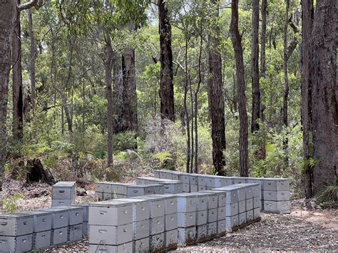 The Complete Guide To Manuka Honey Australia Karibee Australian Honey