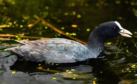 Premium Photo A Grayblack Fulica Bird With A White Beak Eats Algae On