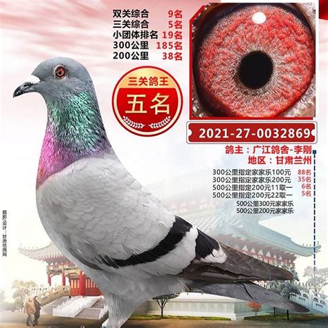 鸽友们！这鸽子也可能有美男子吧？看这雨点黑不溜秋的，在鸽届也是个撩妹高手，这不两羽雌鸽不争不抢，共同伺候这羽雄鸽，我也是服服的了！ 鸽友圈
