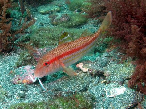 Rouget Institut Océanographique Paul Ricard