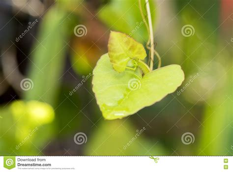 Cissus Quadrangularis L Tree Stock Image Image Of Medicines