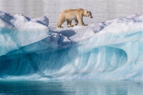 Paul Nicklen On Instagram Polar Bears Love A Good Lookout Their