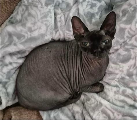 Meow 🐈‍⬛ R Sphynx