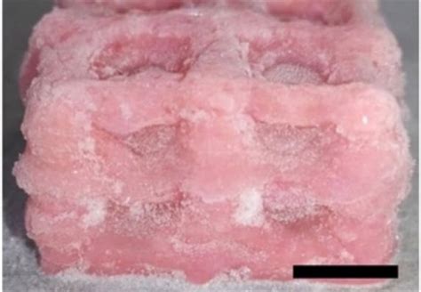 3d Printed Scaffolds Mimic Brain And Lung Tissue