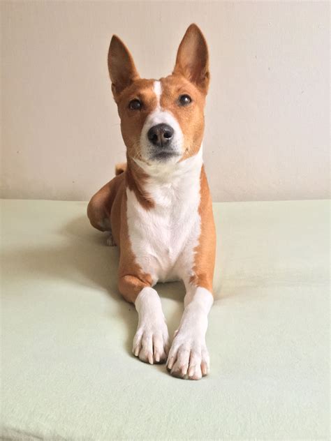 Pin On Basenjis And Friends Basenji Dogs Dogs Animals