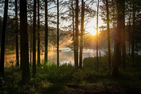 Beautiful Sunrise Over A Tranquil Lake In A Wooded Area Stock Image