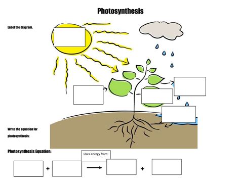 Free Printable Photosynthesis Worksheets Diagrams