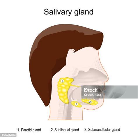 Humans Head With Three Main Paired Salivary Glands Parotid Submandibular And Sublingual Stock