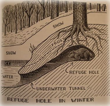 Beaver Lodge Diagram