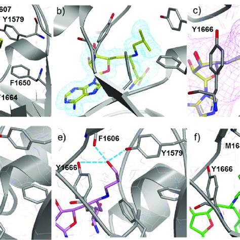 Crystal Structures Of Setd2−n Alkyl Sinefungin Complexes A The