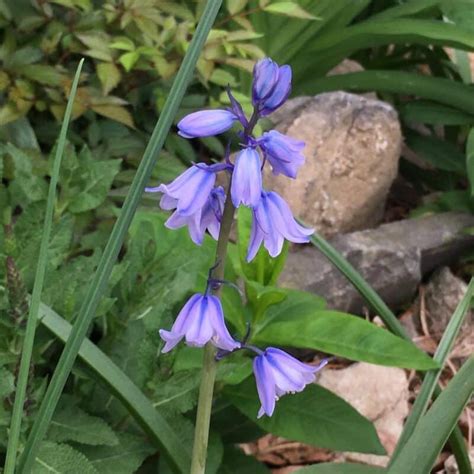 Blue Bell Flower Types Meanings And Benefits