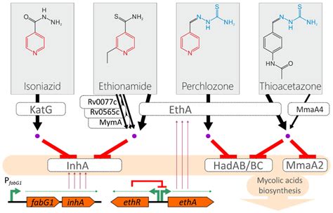 Perchlozone Resistance In Clinical Isolates Of Mycobacterium Tuberculosis