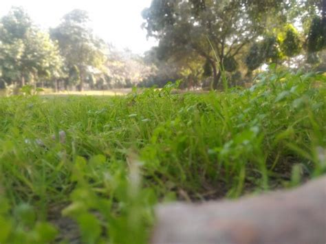 Premium Photo Grass Growing On Field